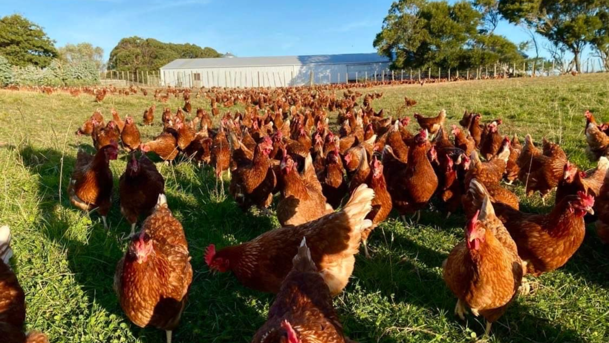 Our Story - Local Food NZ + Feilding Farm Shop